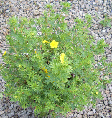 shrub6 – Sprucedale Gardens
